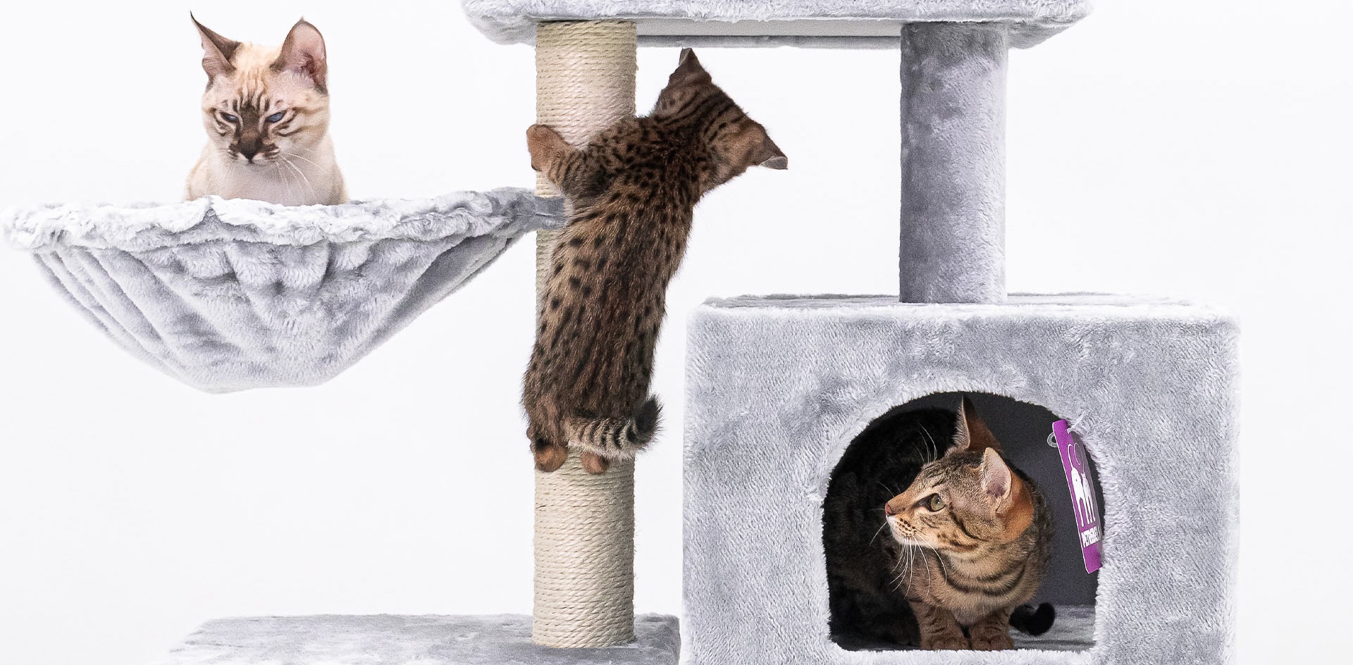 Alles wat je moet weten over katten die zwanger zijn | Petrebels