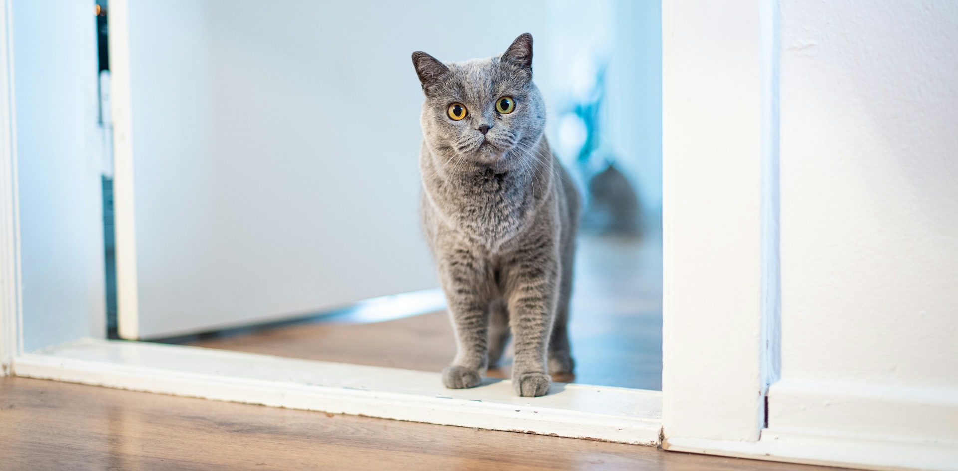 Waarom je kat 's nachts miauwt (en hoe je helpt) | Petrebels