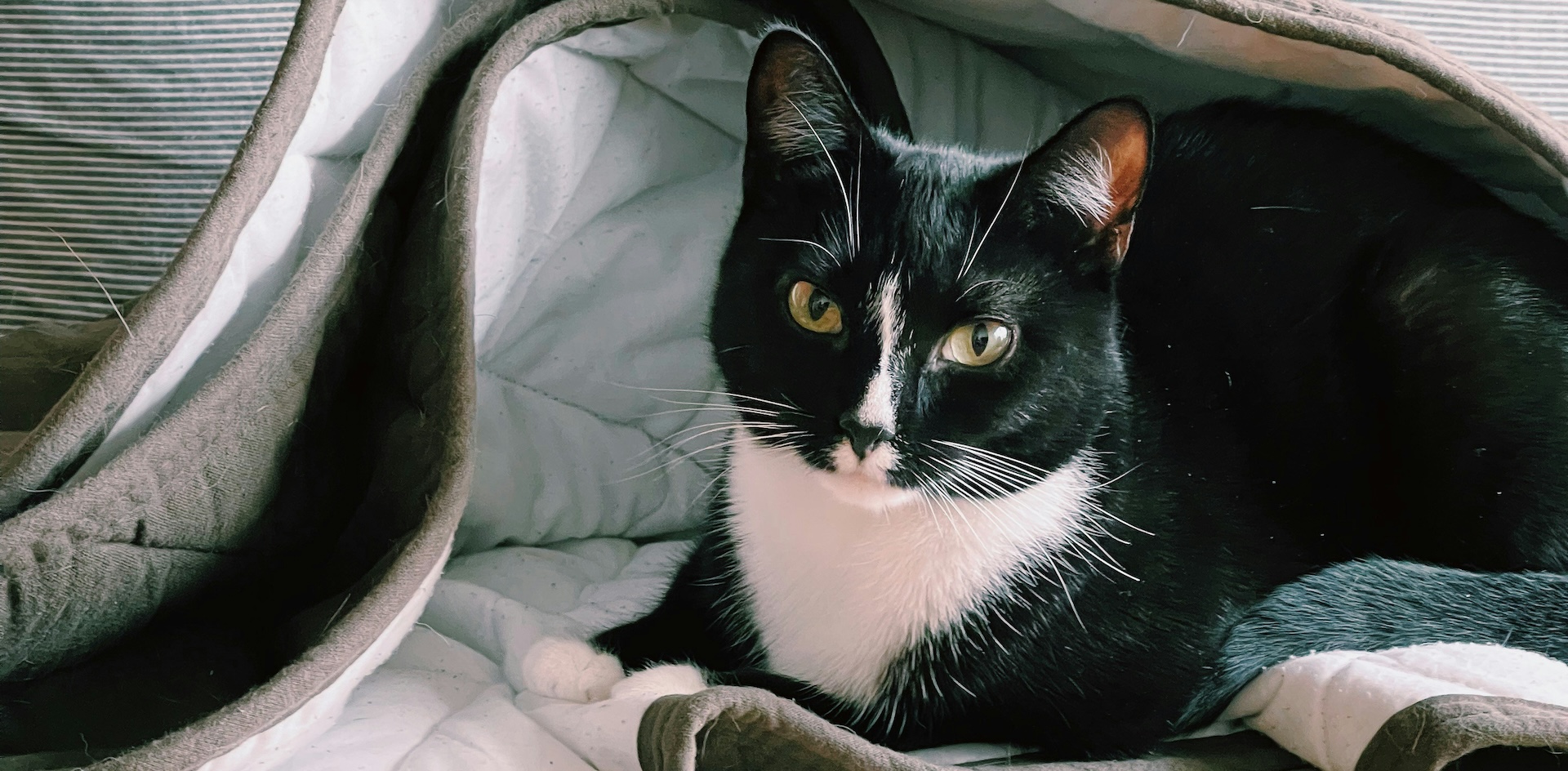 Katten en kou: 8 tips over winterverzorging | Petrebels