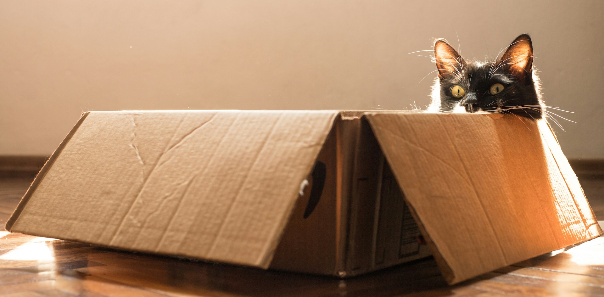 Katten en kou: 8 tips over winterverzorging | Petrebels