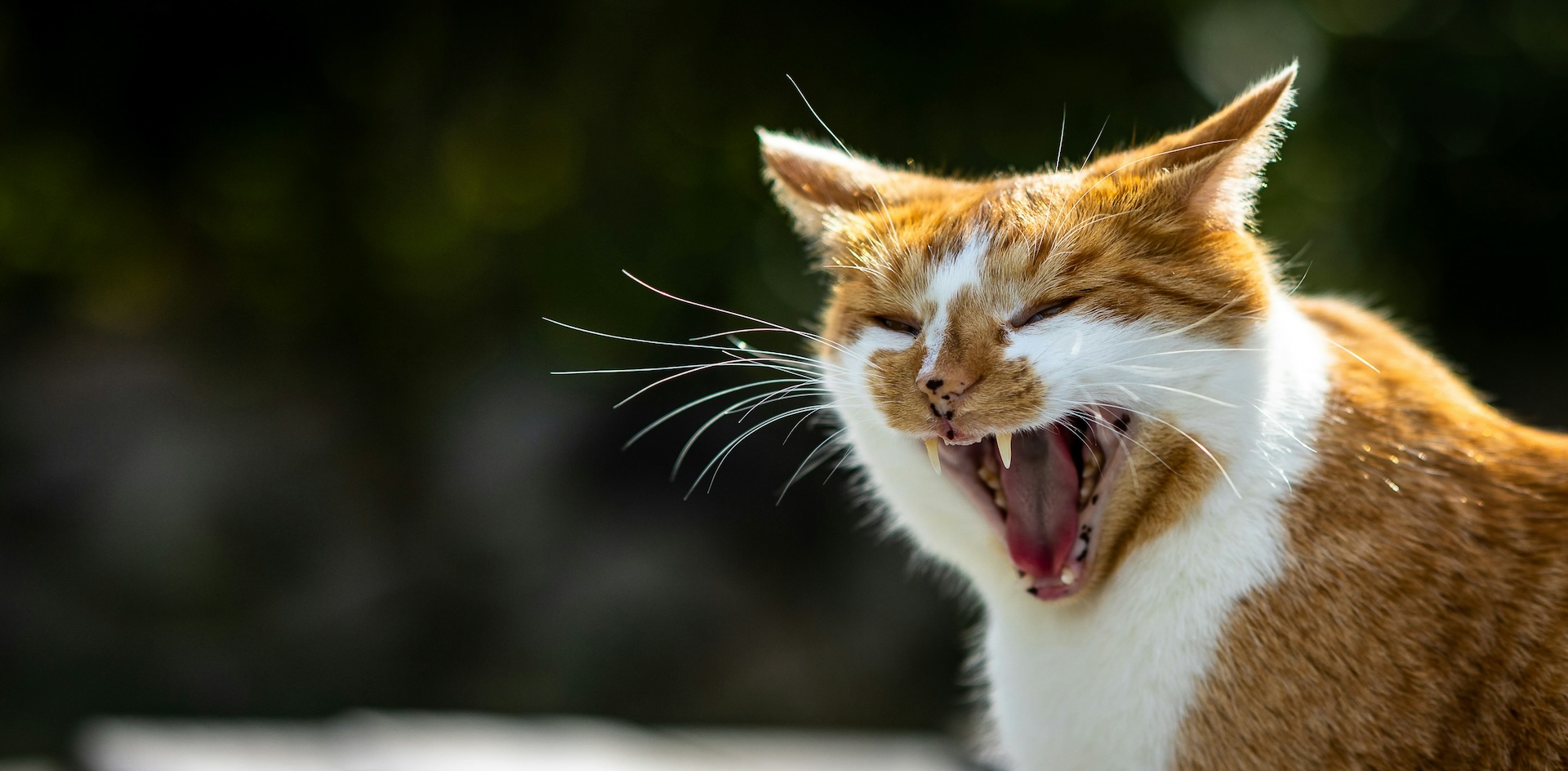 Dit betekenen de geluiden die je kat maakt | Petrebels