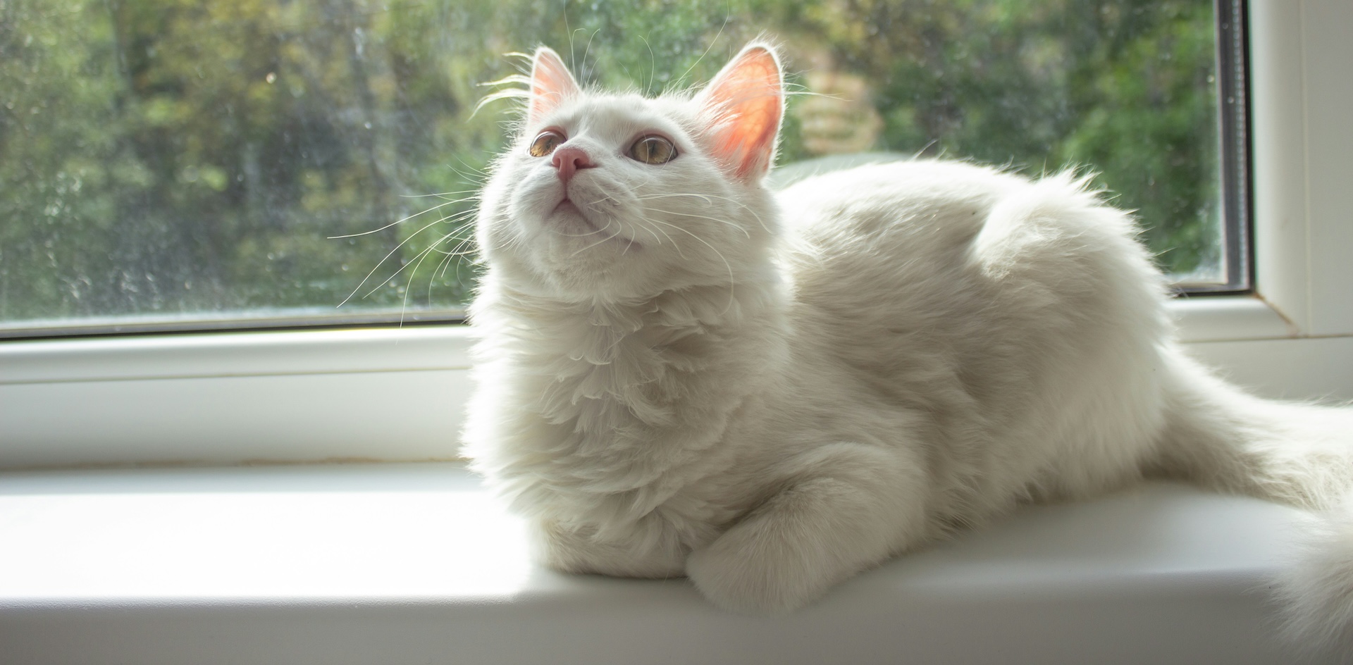 Dit betekenen de geluiden die je kat maakt | Petrebels