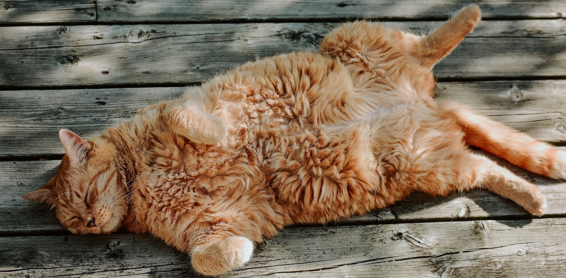 Zo help je een te dikke kat met afvallen | Petrebels