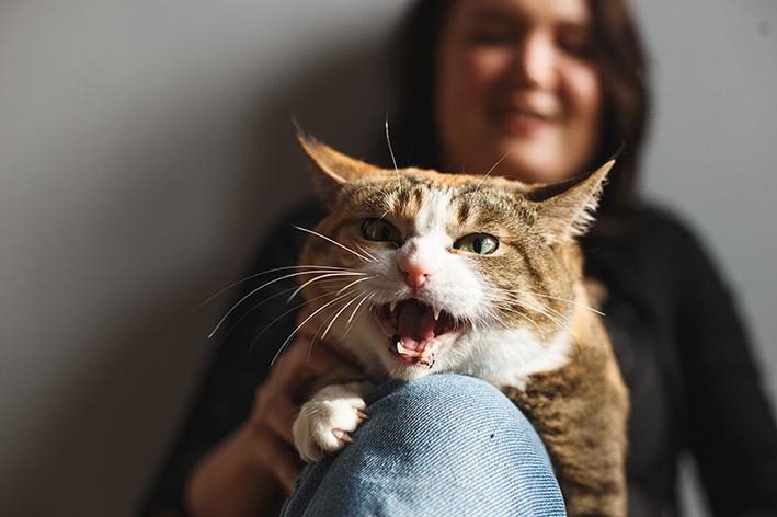 A mini-course in cat language | Petrebels Blog